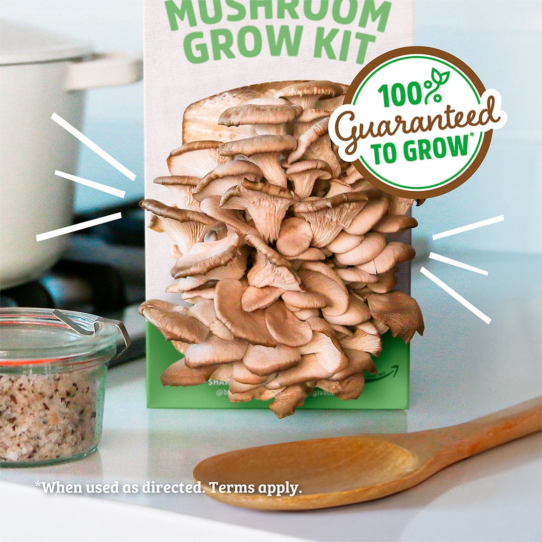 Original Mushroom Growing Kit by Back to the Roots – Grow Mushrooms at Home