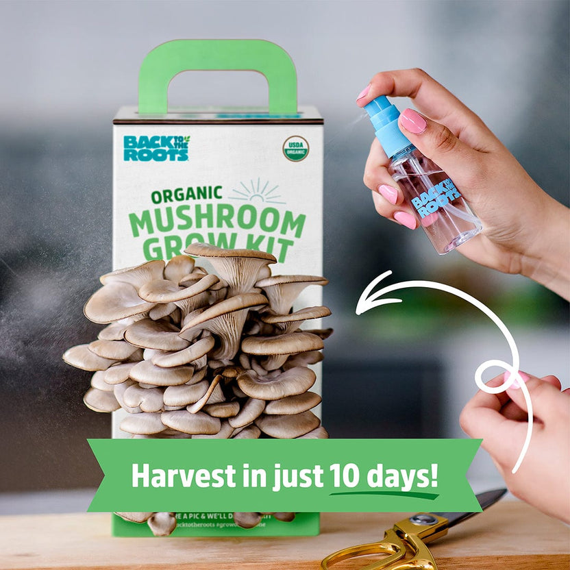Original Mushroom Growing Kit by Back to the Roots – Grow Mushrooms at Home