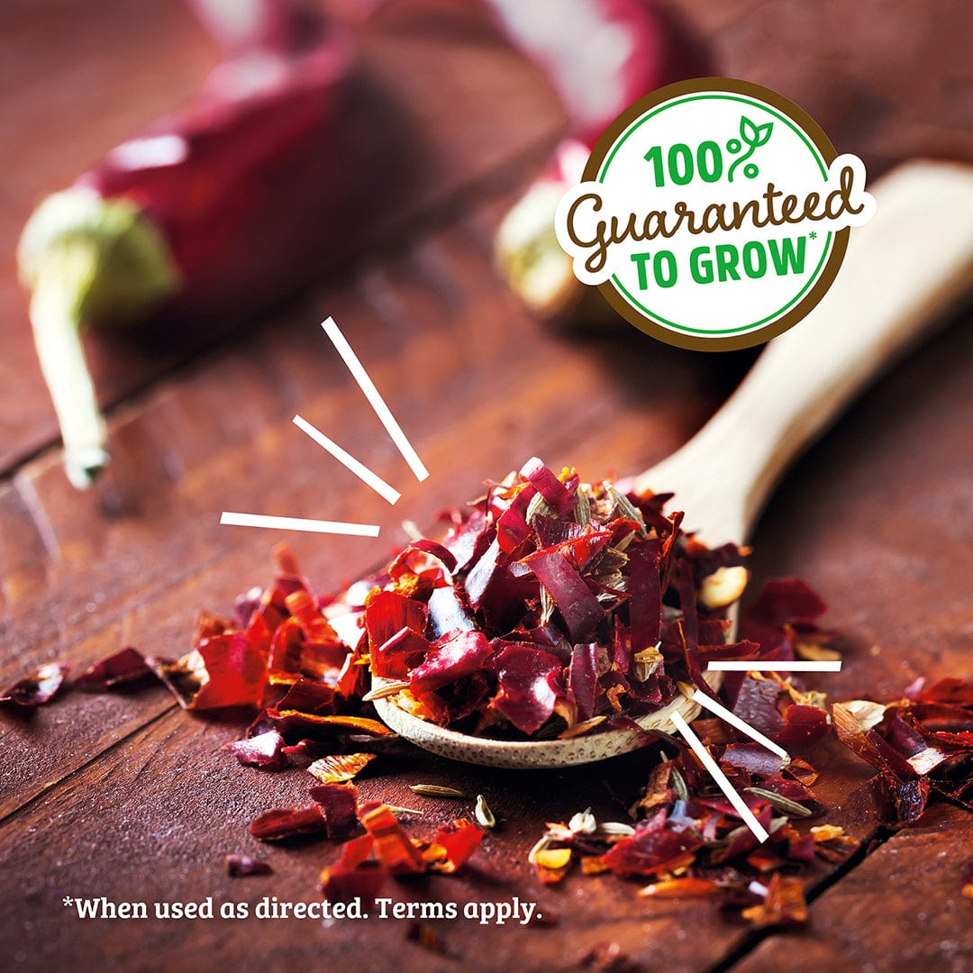 Organic Chili Pepper Windowsill Planter (Complete Mason Jar Grow Kit ...