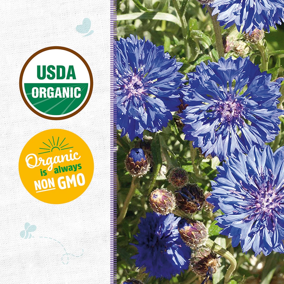 Organic Bachelor Buttons Seeds — 'Jubilee' – Back to the Roots