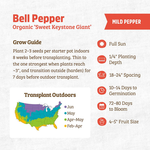 Organic Bell Pepper Seeds — 'Keystone Giant' – Back to the Roots