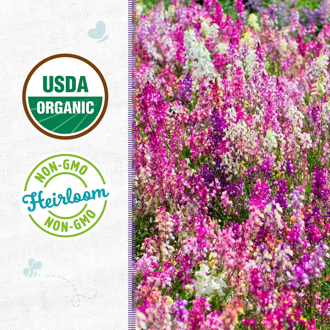 Organic Linaria Seeds — 'Fairy Bouquet' – Back to the Roots