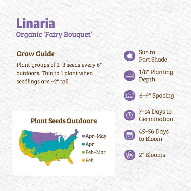 Organic Linaria Seeds — 'Fairy Bouquet' – Back to the Roots