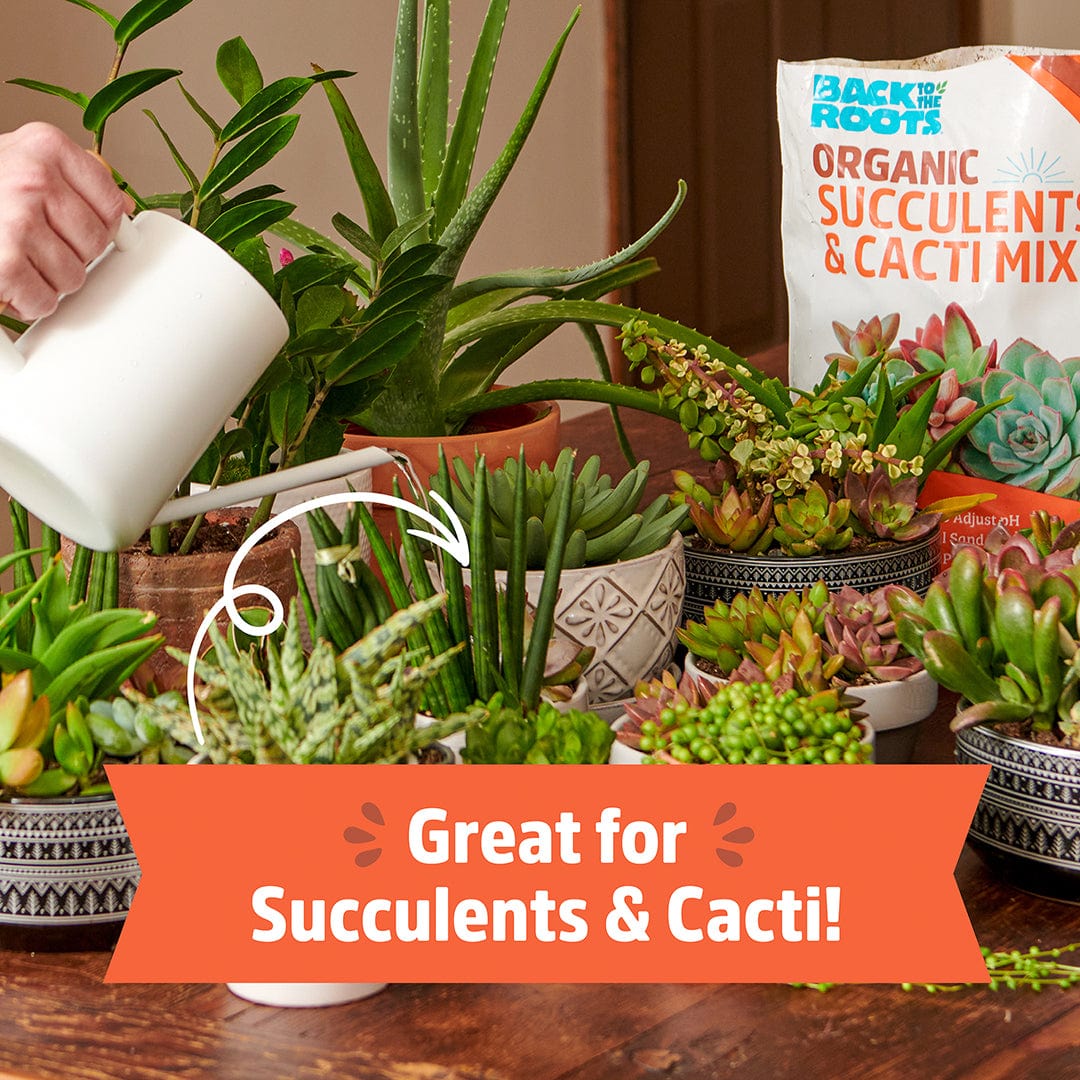 Organic Succulents & Cacti Mix Specialty Blend (6 QT) – Back to the Roots Organic Succulents & Cacti Mix Specialty Blend (6 QT) – Back to the Roots