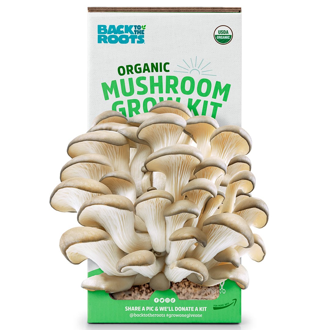 Original Mushroom Growing Kit by Back to the Roots – Grow Mushrooms at Home