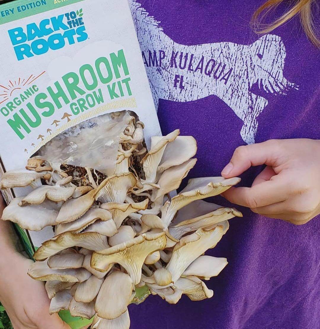 Summer Gardening Collection: 12 Kit Bundle (Herbs, Veggies, Mushrooms ...