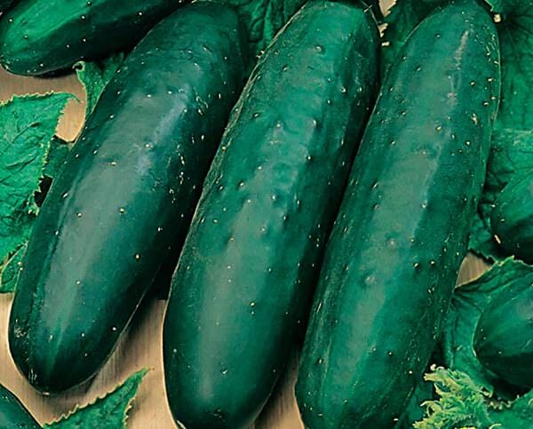 Classic Summer Seeds, 7-Pack Organic Seed Bundle – Back to the Roots