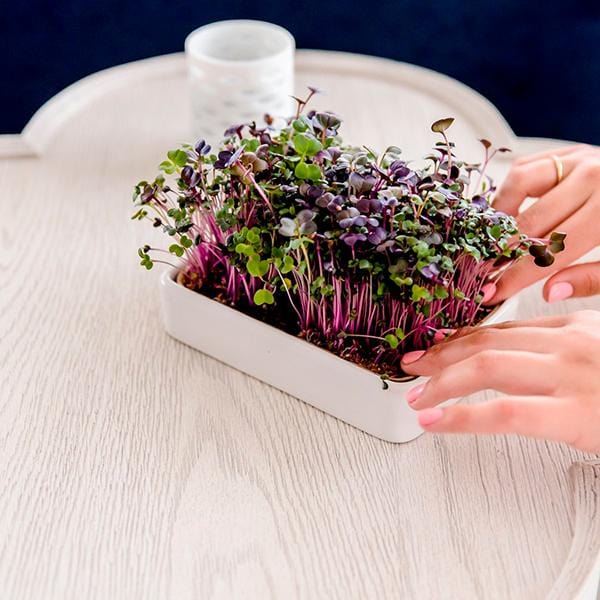 Microgreen Grow Kit - Trial Pack - Rainbow Mix – Back to the Roots
