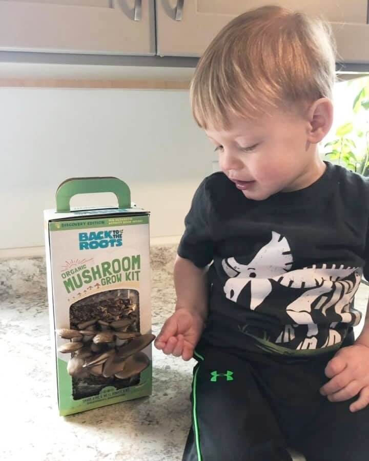 Mushroom Growing Kit – Homegrown Mushrooms – Learn Mushroom Farming ...