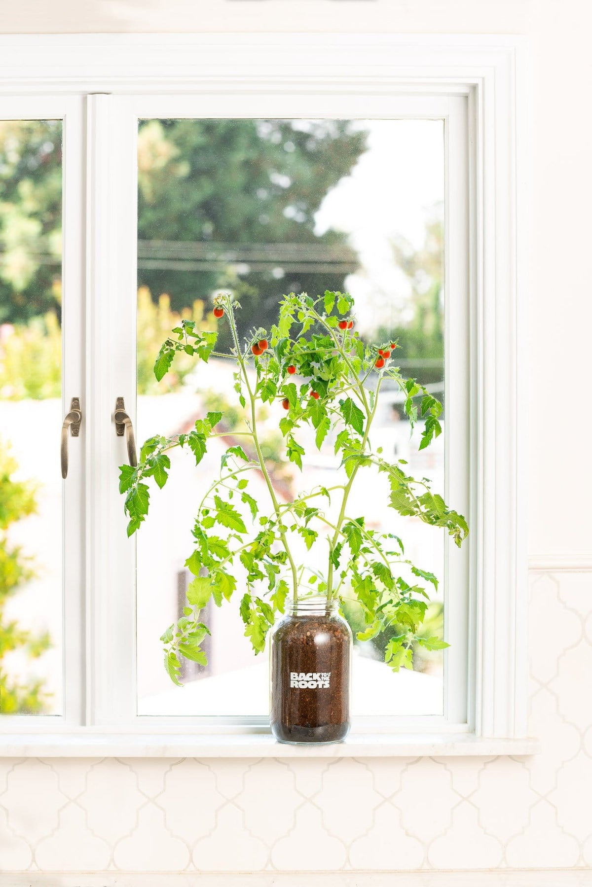 Summer Gardening Collection: 12 Kit Bundle (Herbs, Veggies, Mushrooms ...