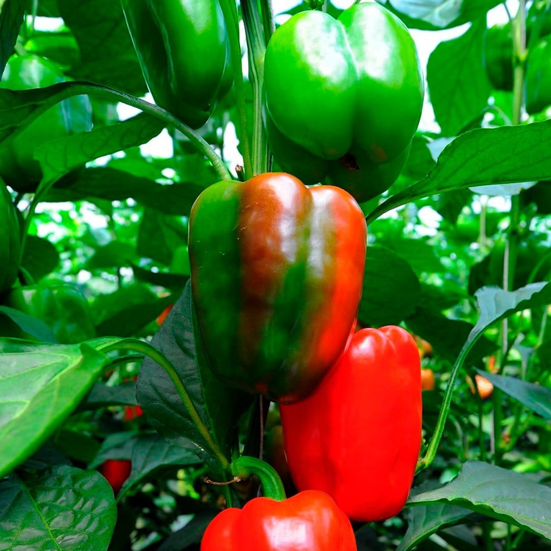 Organic Pepper Medley 5-Pack – Back to the Roots