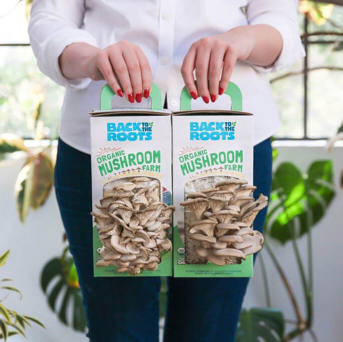 Mushroom Growing Kit – Homegrown Mushrooms – Learn Mushroom Farming ...
